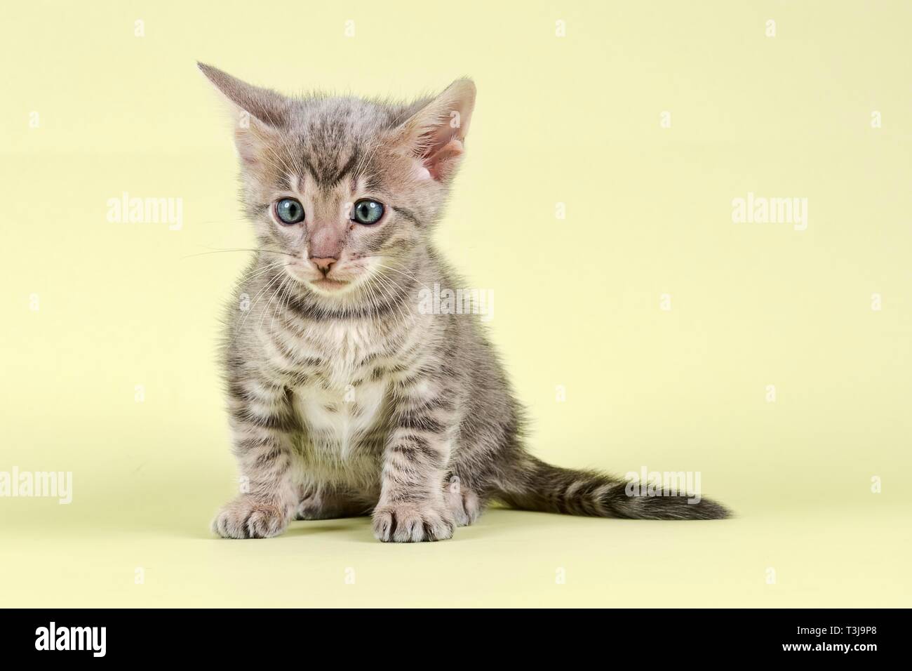 Grey Toyger Cat