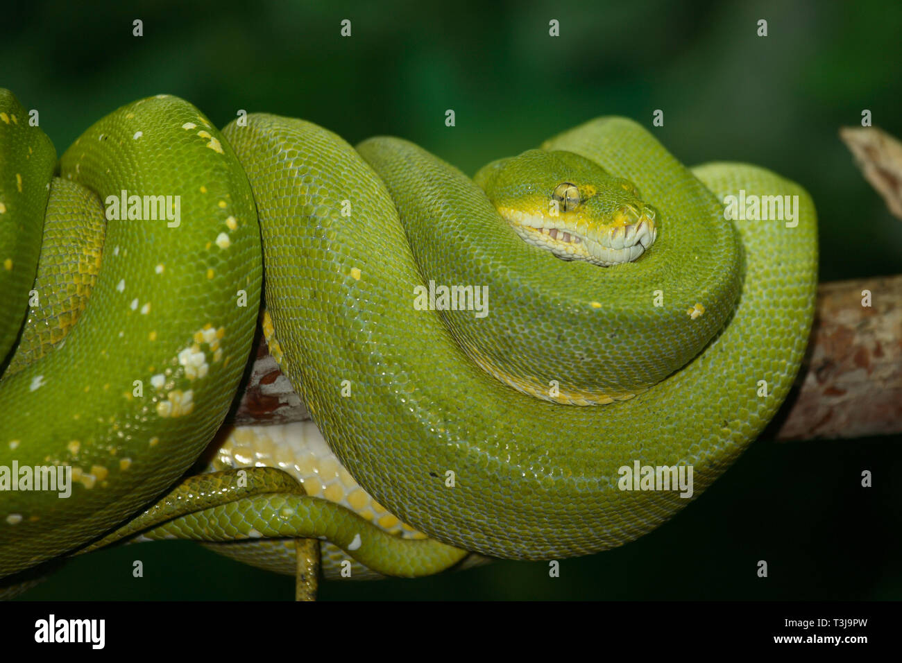 Grüner Baumpython / Green Tree Python / Morelia viridis Stock Photo - Alamy