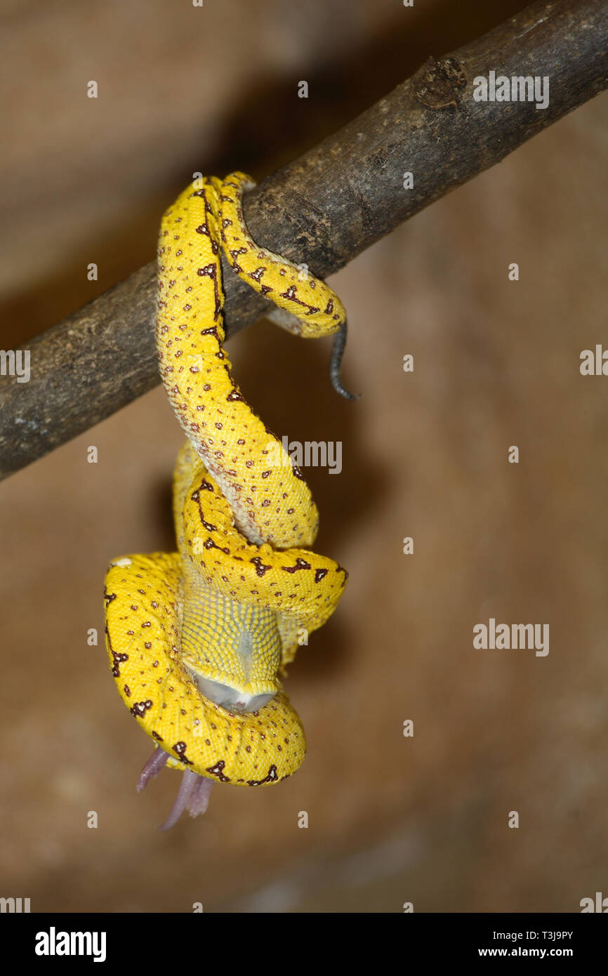 Grüner Baumpython / Green Tree Python / Morelia viridis Stock Photo - Alamy