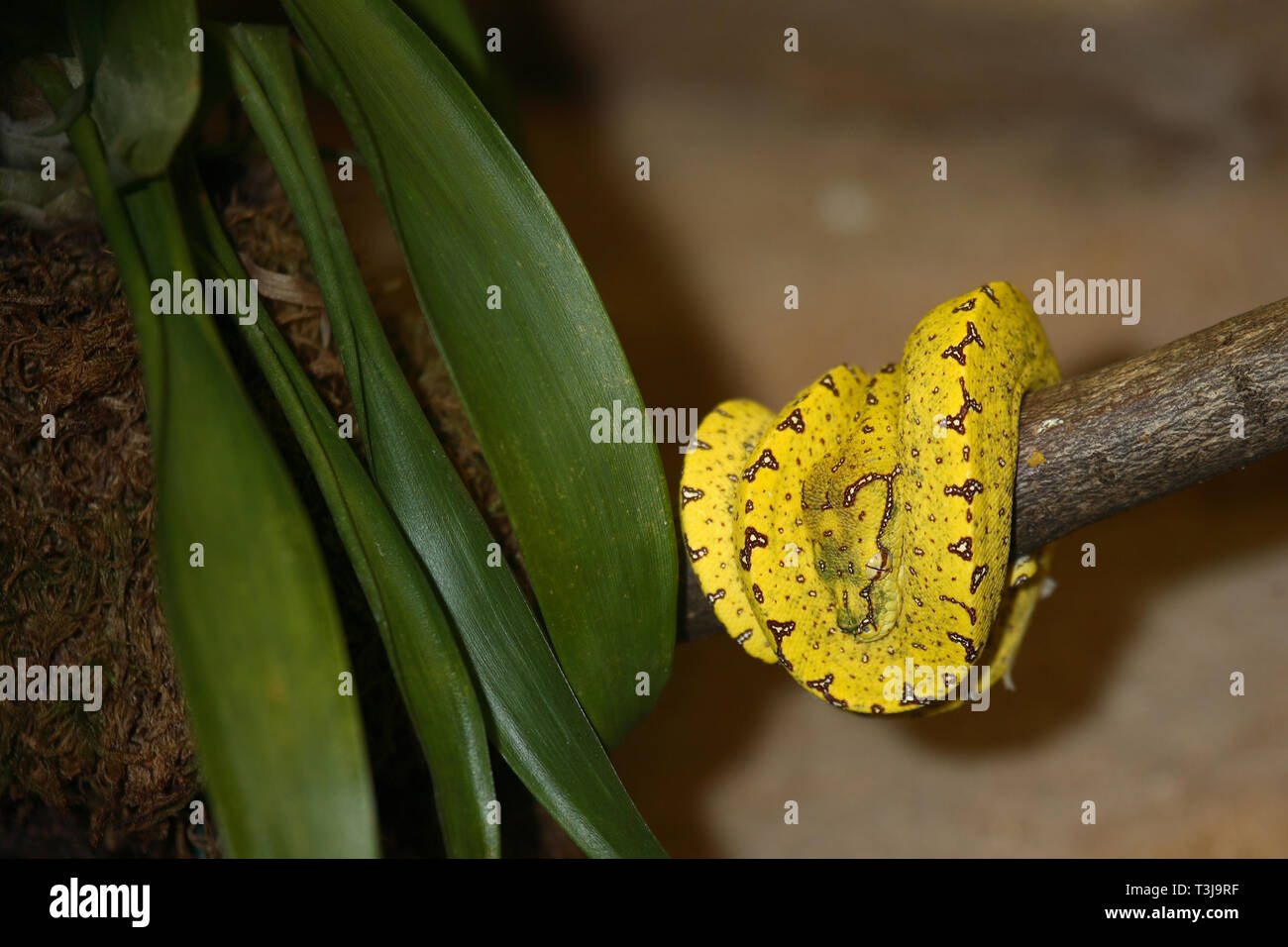 Grüner Baumpython / Green Tree Python / Morelia viridis Stock Photo - Alamy