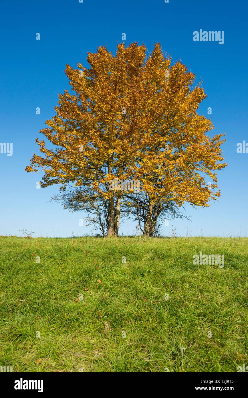 Field maple (Acer campestre), group of trees with autumn leaves ...