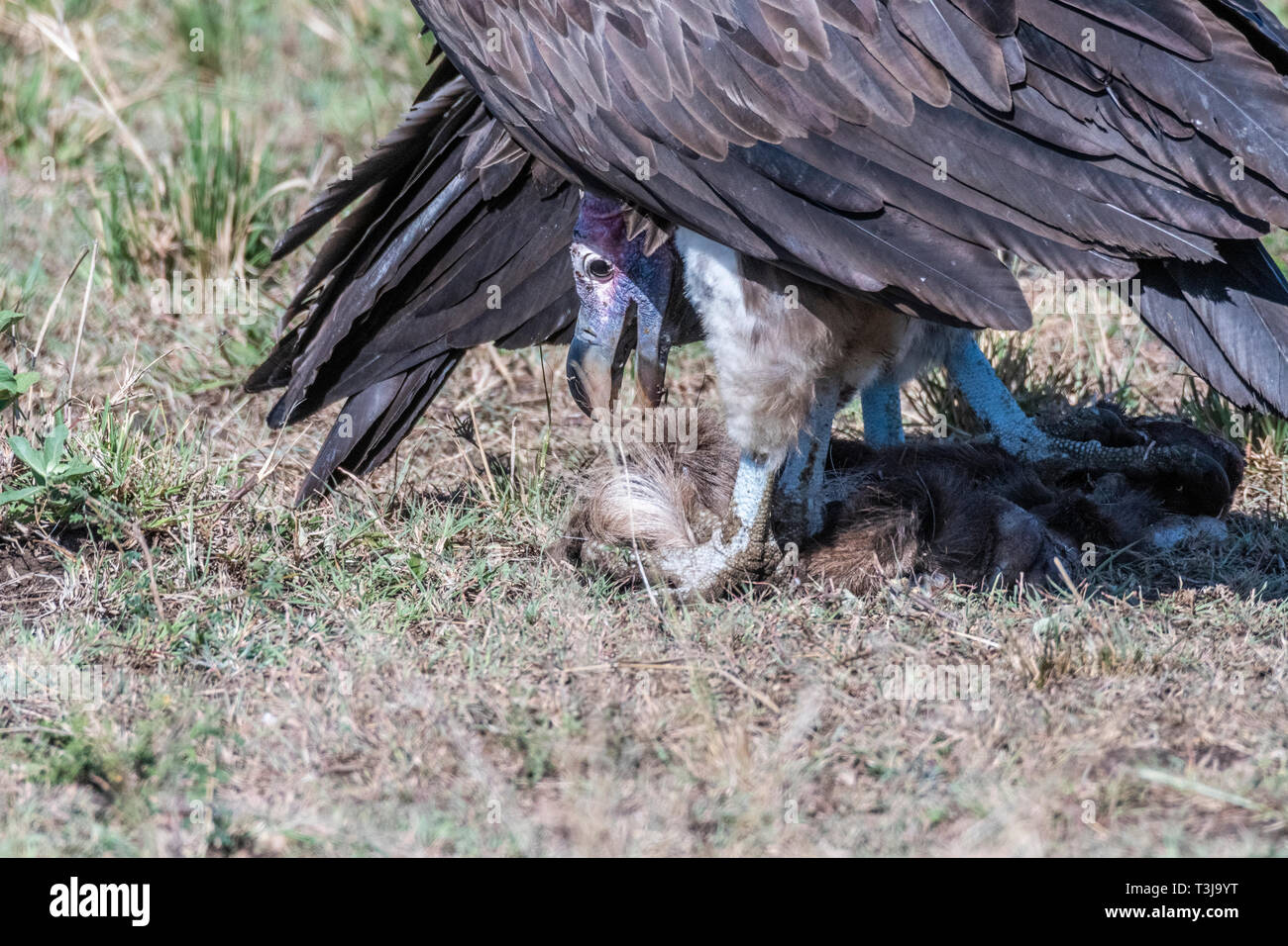 Close up face of big white lappet faced vulture feeding on dead animal ...