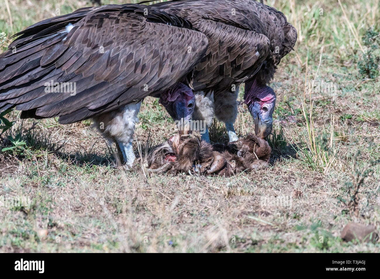 Two big white lappet faced vulture feeding on dead animal skin, Maasai ...
