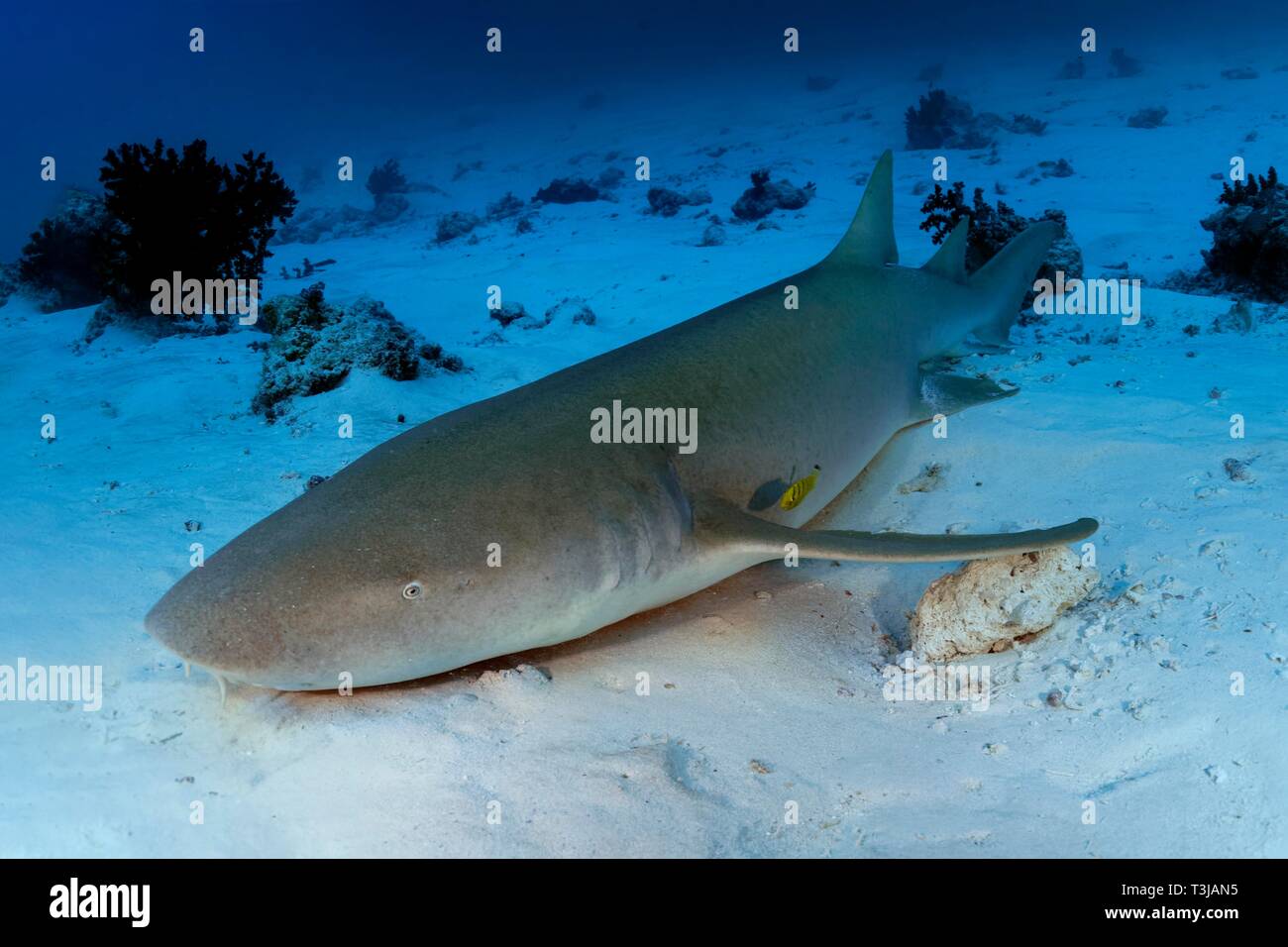 Tawny nurse shark (Nebrius ferrugineus) lies on a sandy bottom, Indian ...