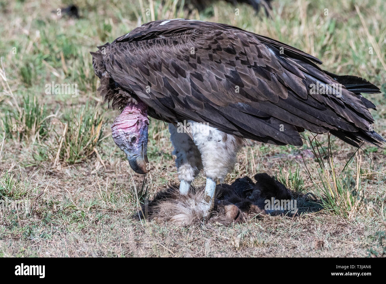 Close up face of big white lappet faced vulture feeding on dead animal ...