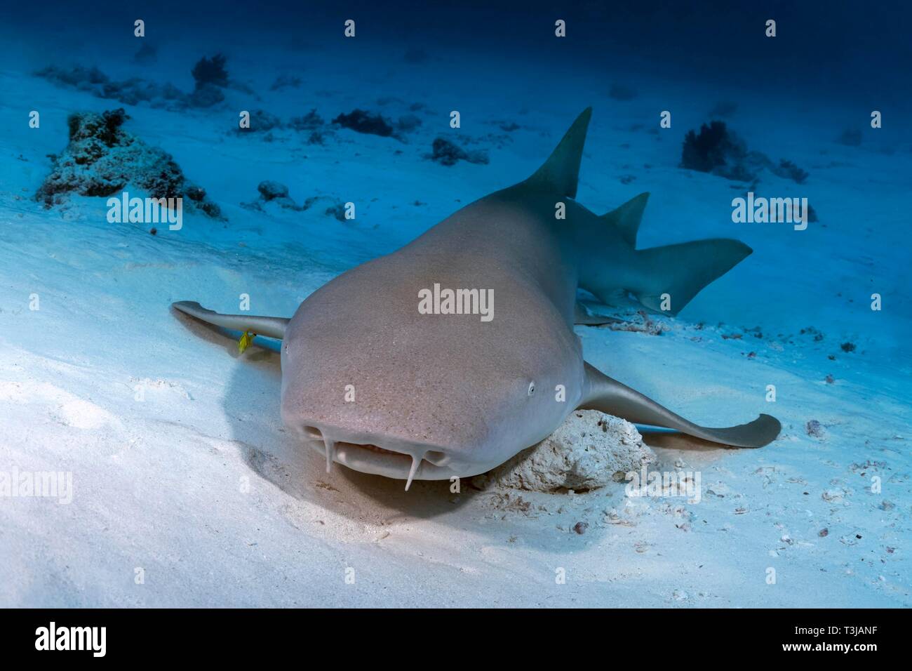 Tawny nurse shark (Nebrius ferrugineus) lies on a sandy bottom, Indian ...