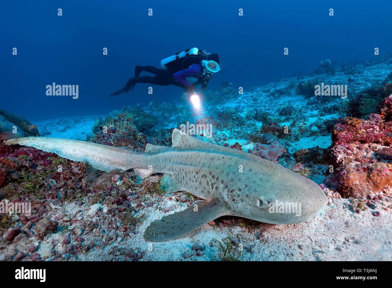 Shark with female diver hi-res stock photography and images - Alamy