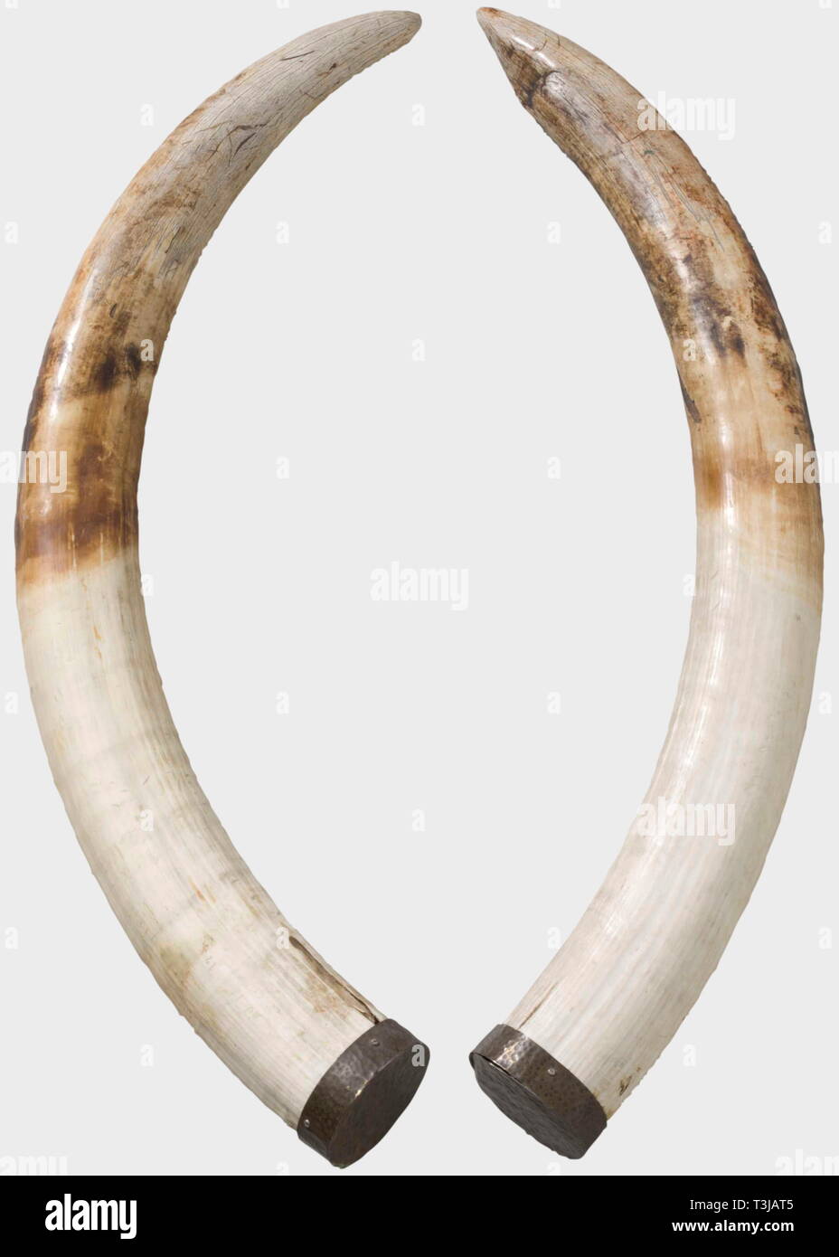 Elephant Tusk Cut