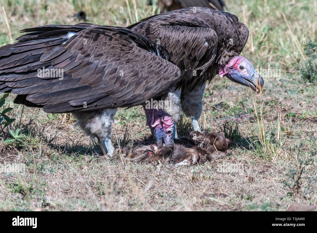 Two big white lappet faced vulture feeding on dead animal skin, Maasai ...