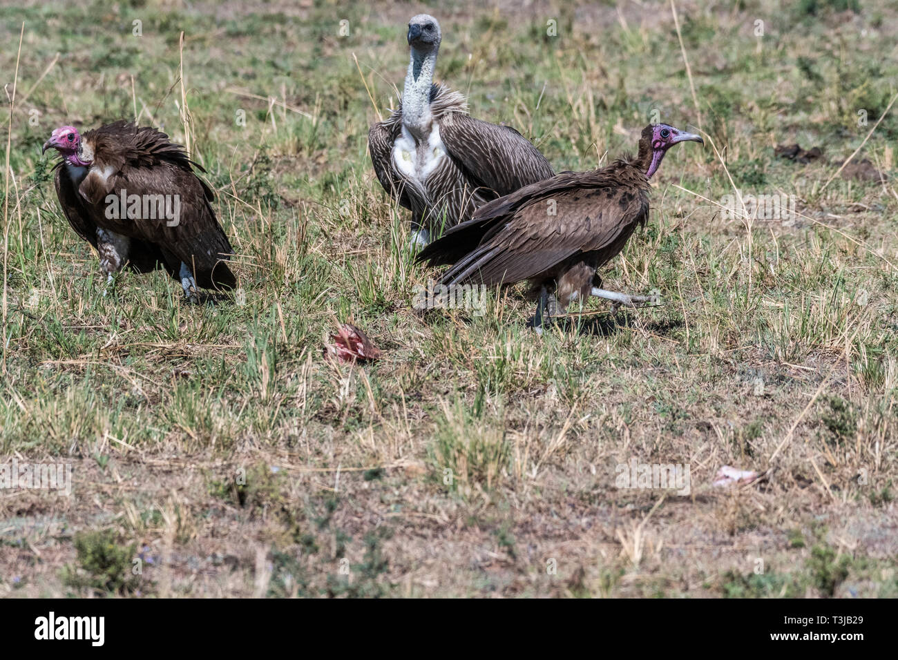 Lappet wings hi-res stock photography and images - Alamy