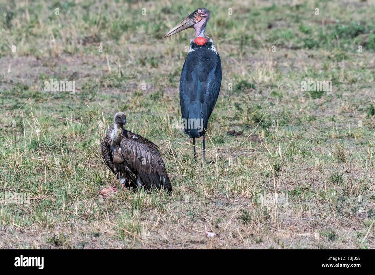 Group of big white lappet faced vulture with big claws feeding on dead ...