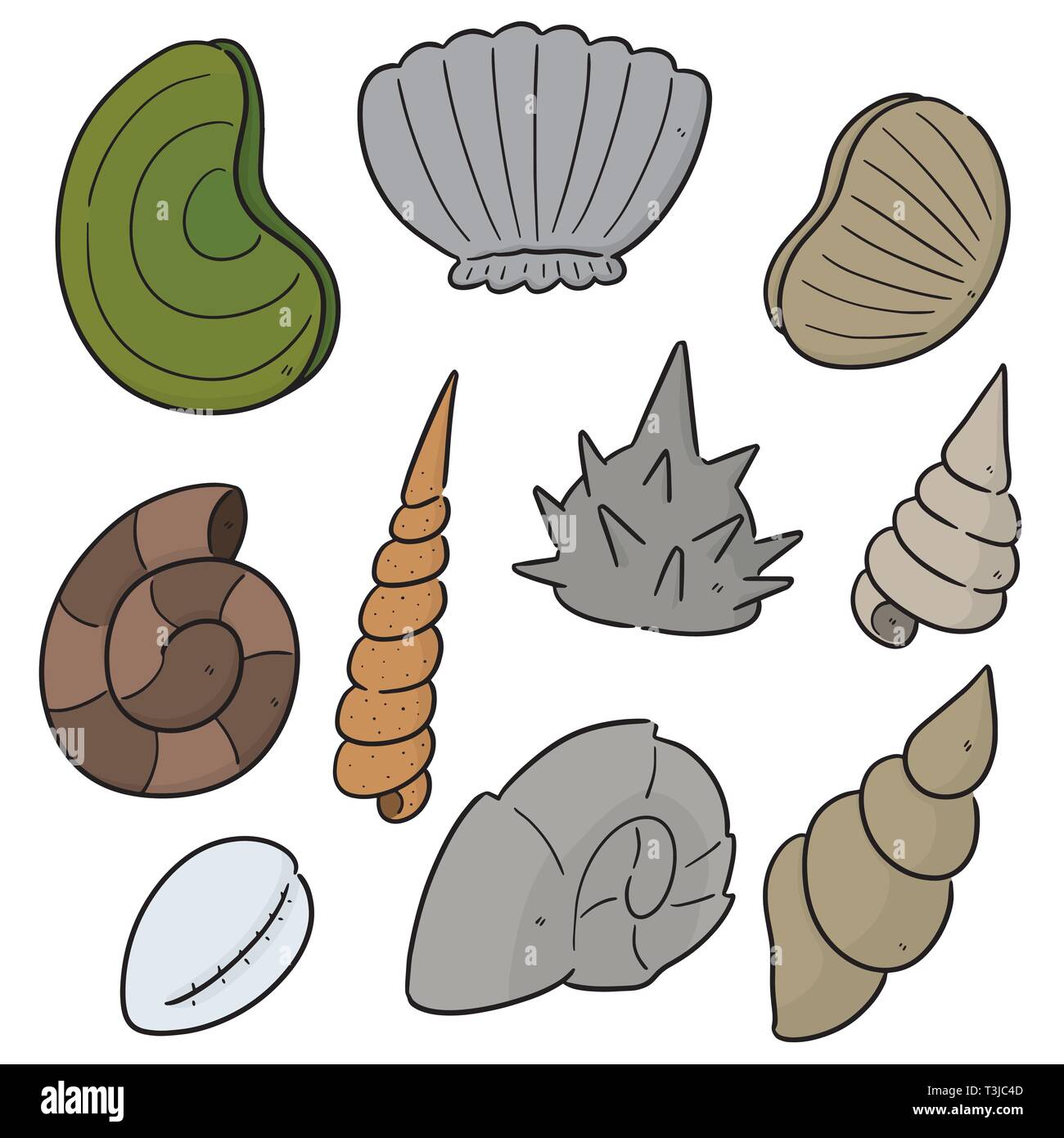 vector set of sea shell Stock Vector Image & Art - Alamy