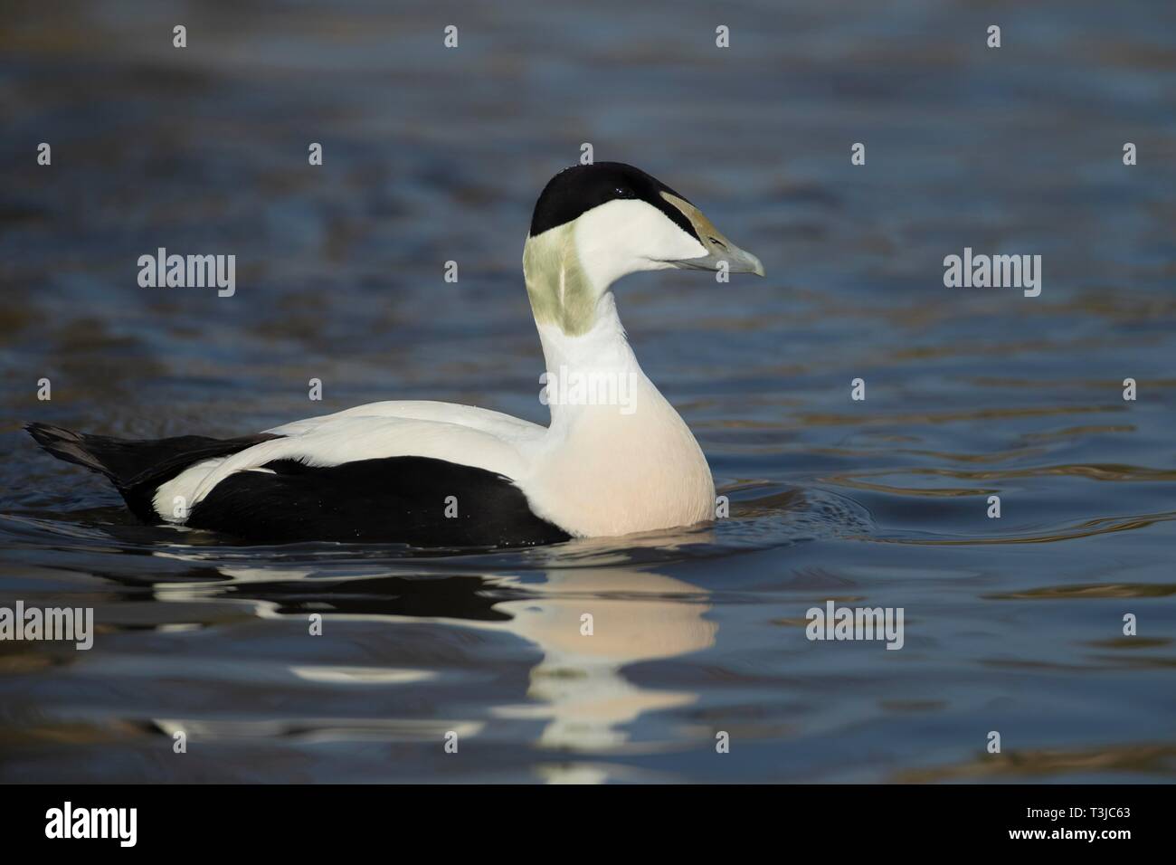 Common eider (Somateria mollissima) male in water, Northumberland ...