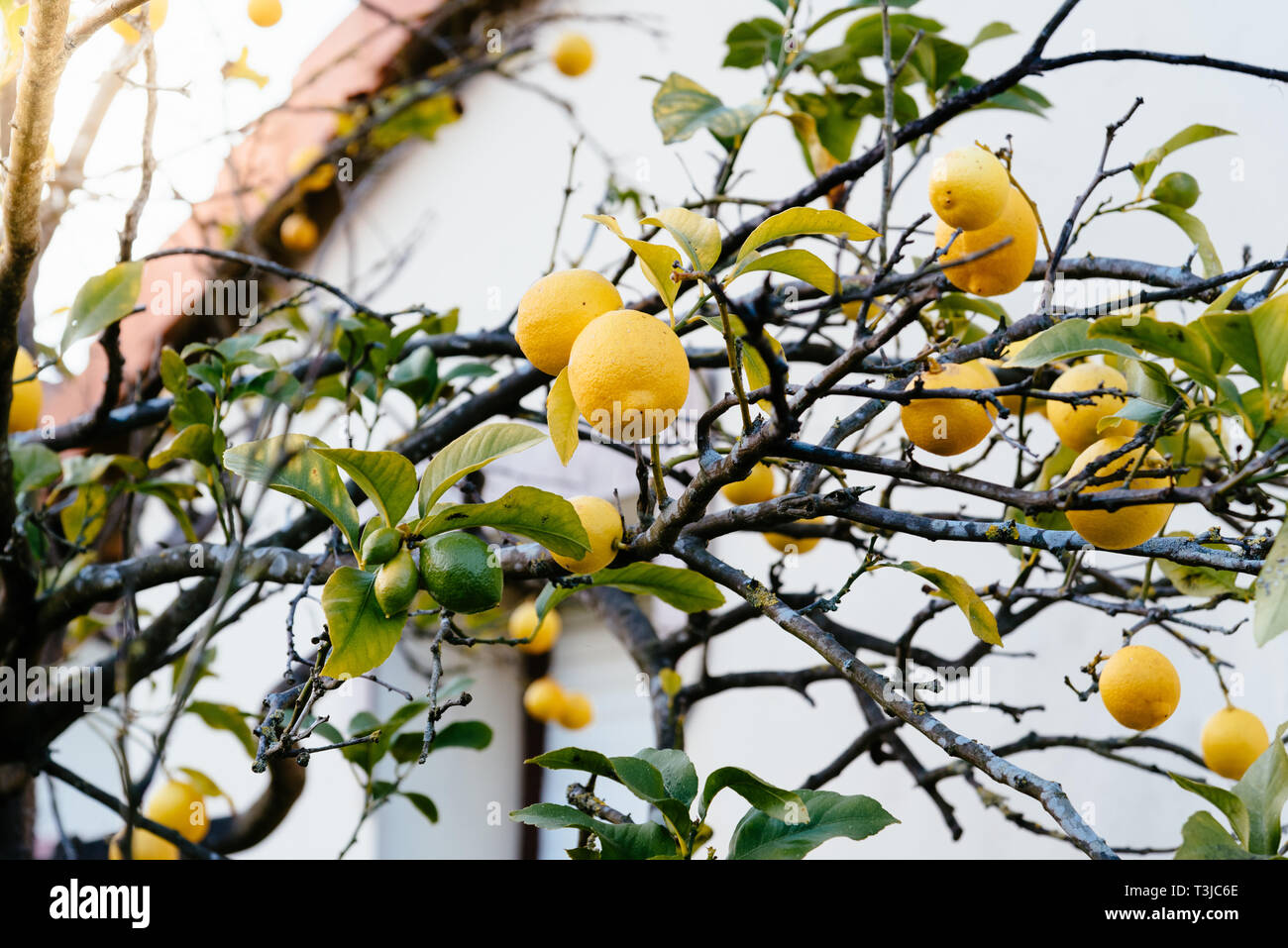 Lemon grove hi-res stock photography and images - Alamy