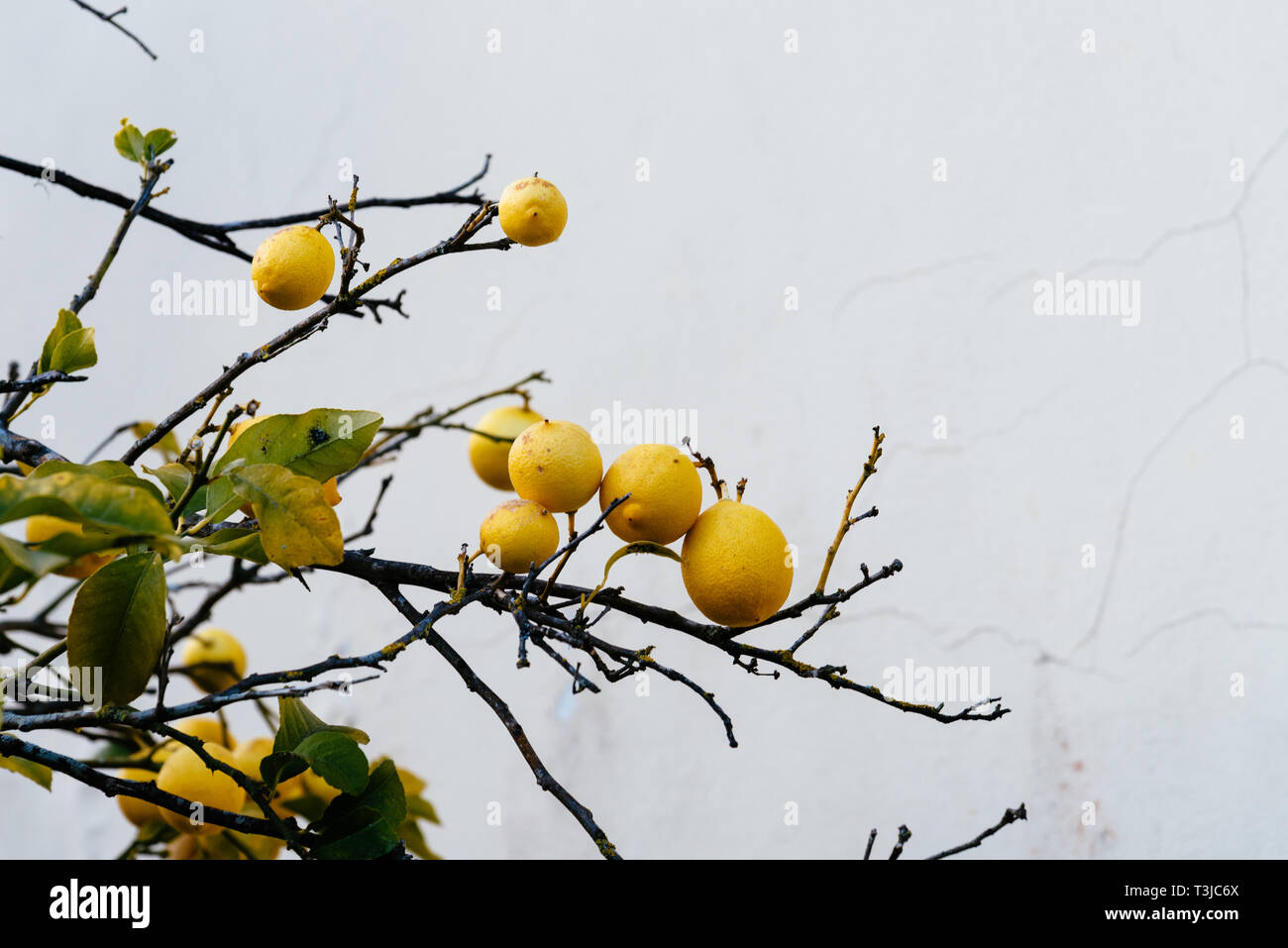 Lemons hanging from tree hi-res stock photography and images - Alamy