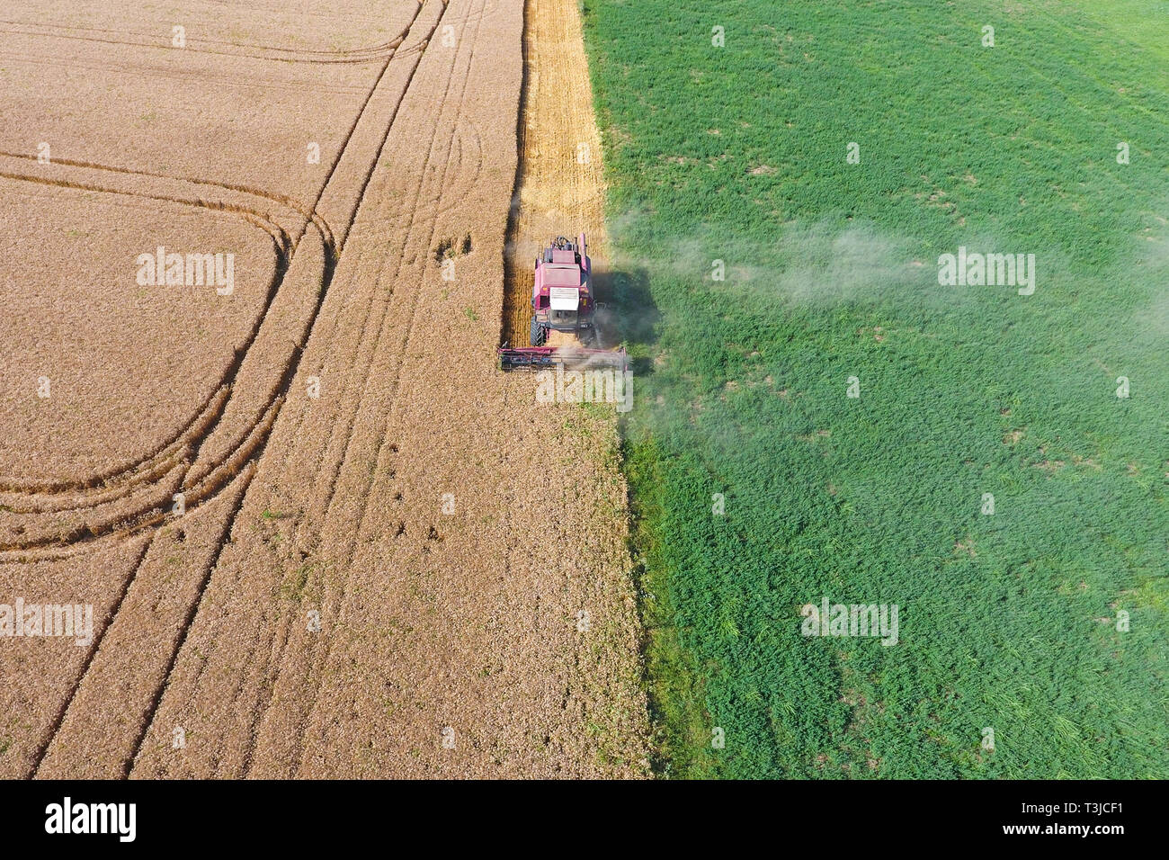 Cleaning wheat harvester. Ripe wheat harvester mowed and straw easily ...