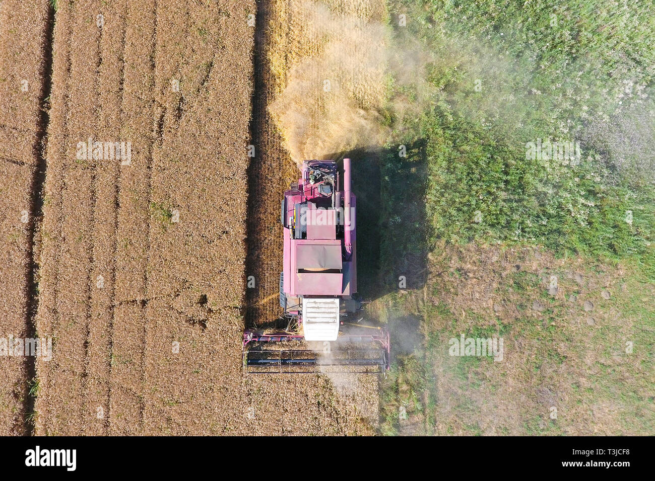 Cleaning wheat harvester. Ripe wheat harvester mowed and straw easily ...