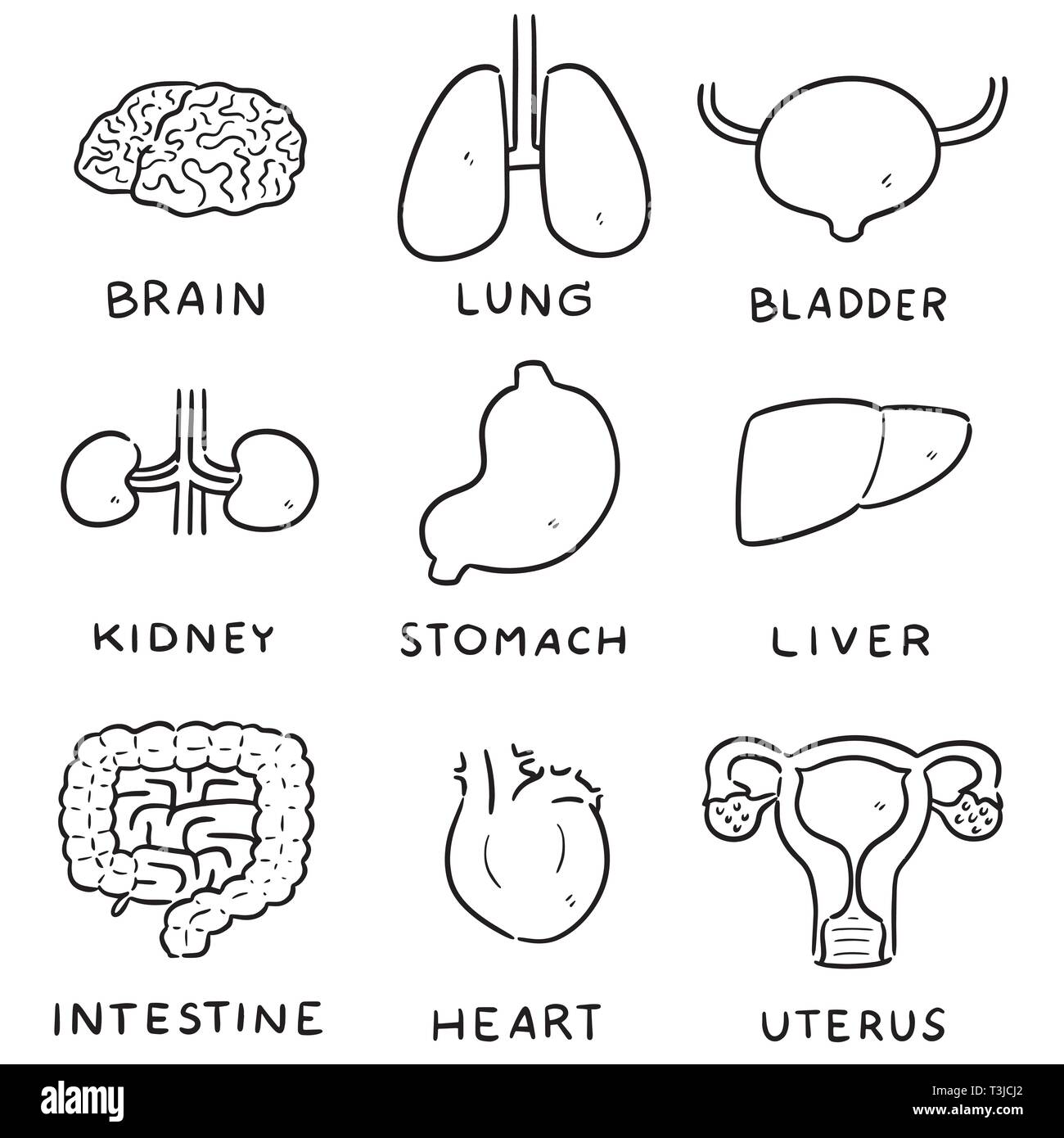 vector set of internal organ cartoon Stock Vector Image & Art - Alamy