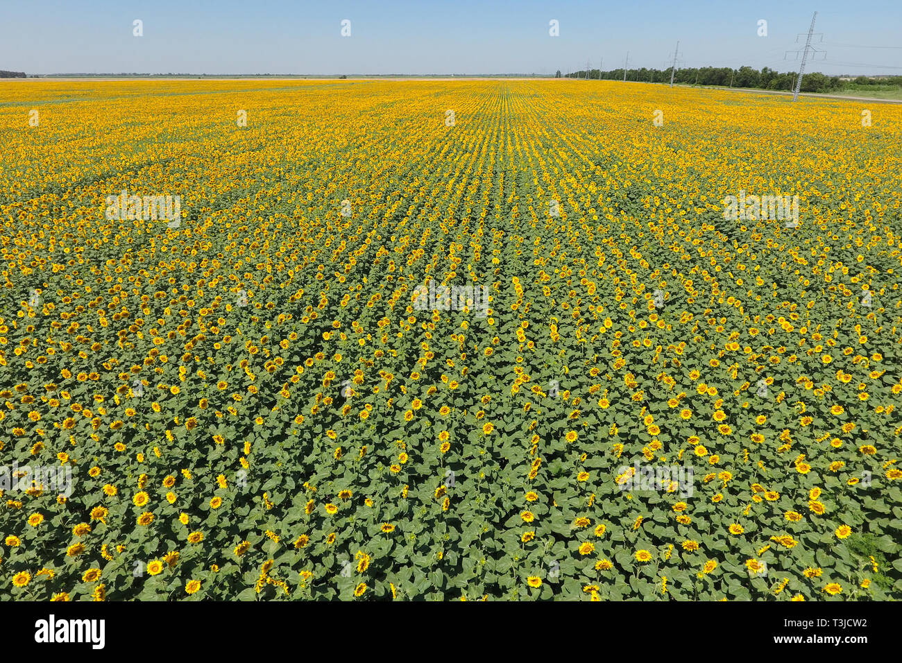 Field of sunflowers. Aerial view of agricultural fields flowering ...