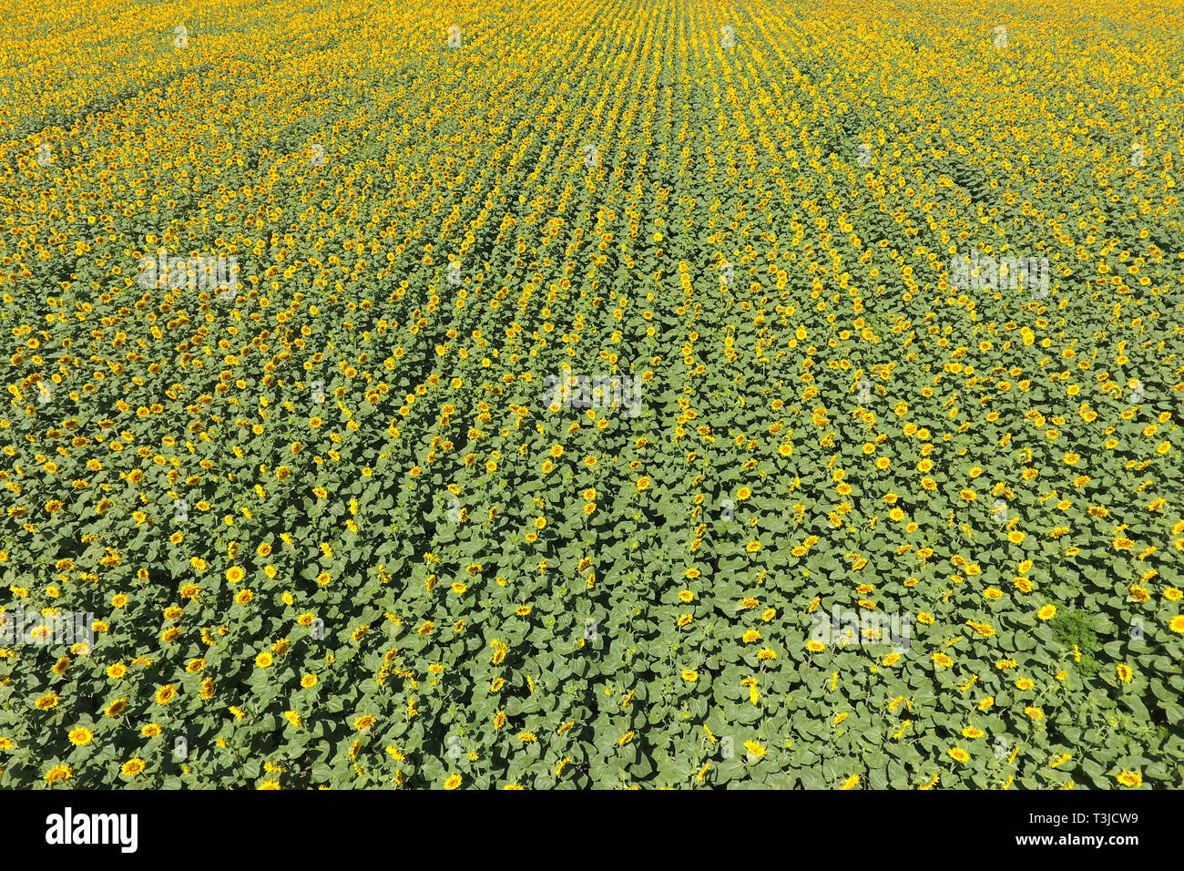 Field of sunflowers. Aerial view of agricultural fields flowering ...
