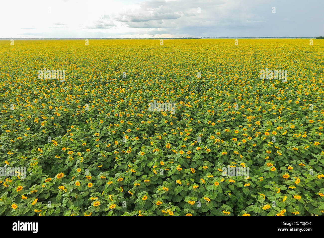 Field of sunflowers. Aerial view of agricultural fields flowering ...