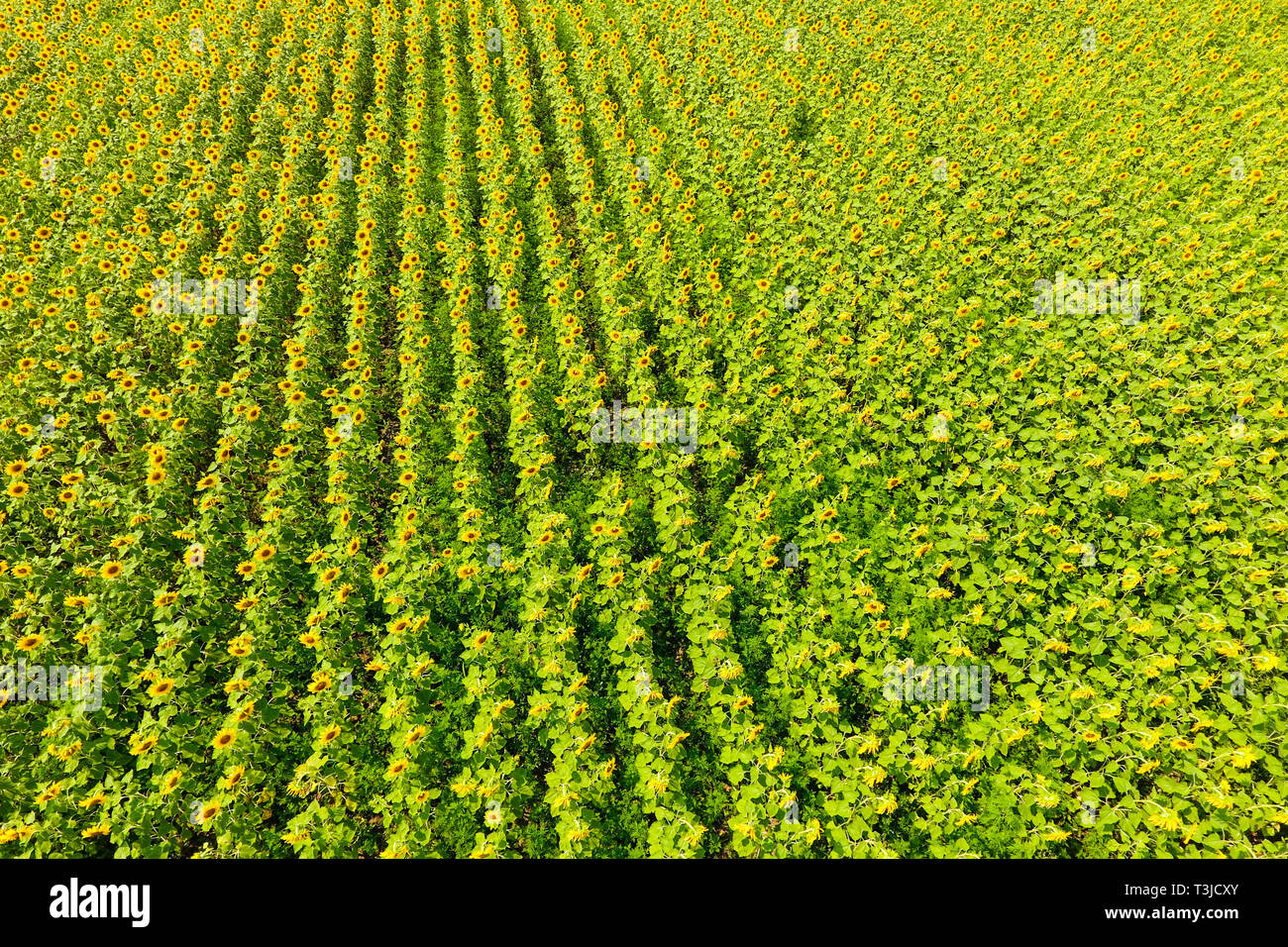 Field of sunflowers. Aerial view of agricultural fields flowering ...