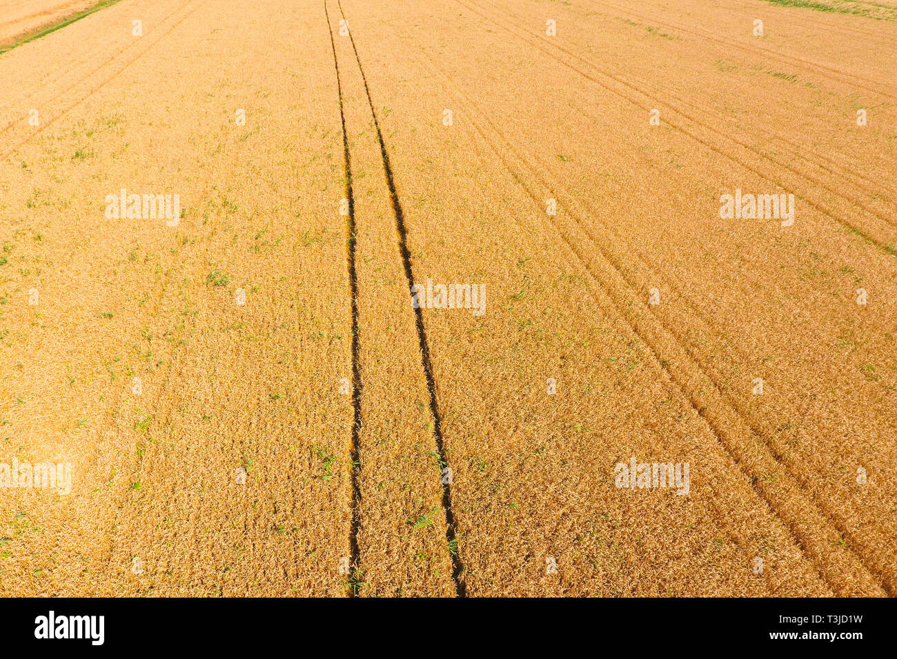 field of wheat, a top view. Photo Shooting quadrocopters field of ripe ...