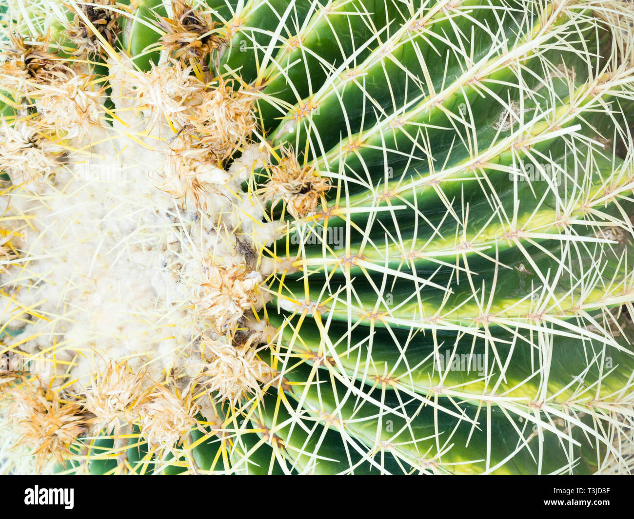Thorn of Golden barrel cactus or Echinocactus grusonii Hildm, this is ...