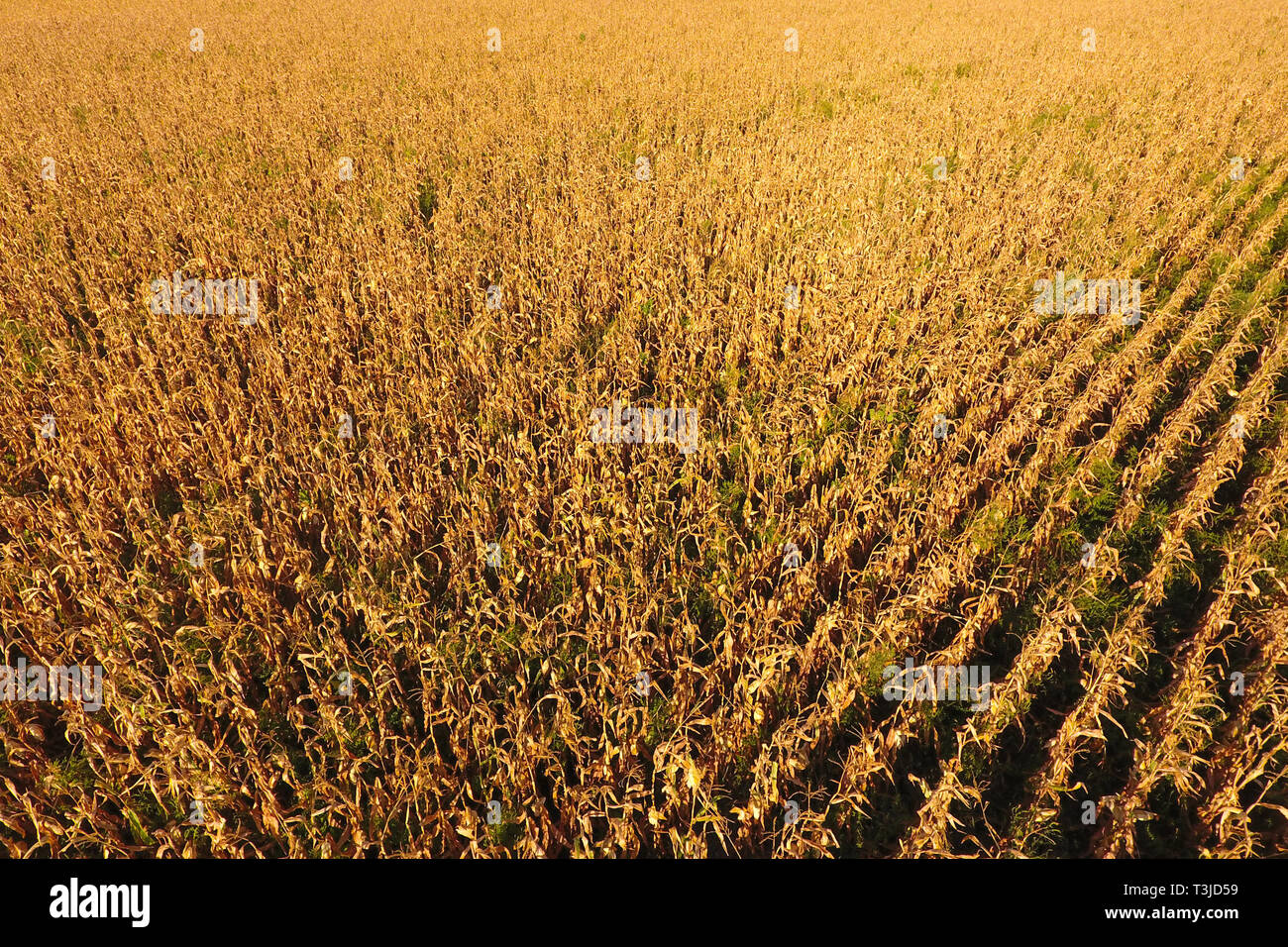 Field with ripe corn. Dry stalks of corn. View of the cornfield from ...