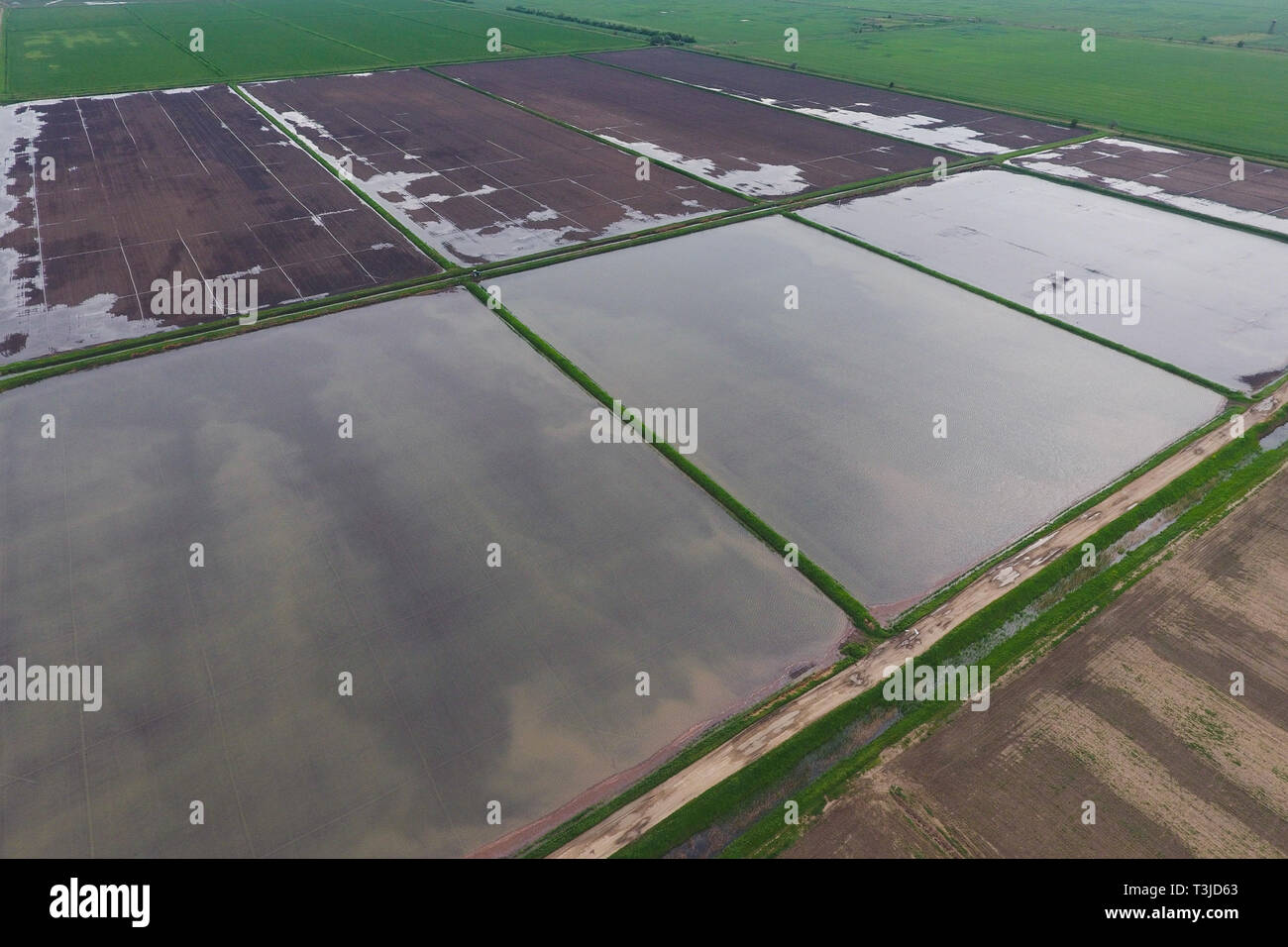 Flooded rice paddies. Agronomic methods of growing rice in the fields ...