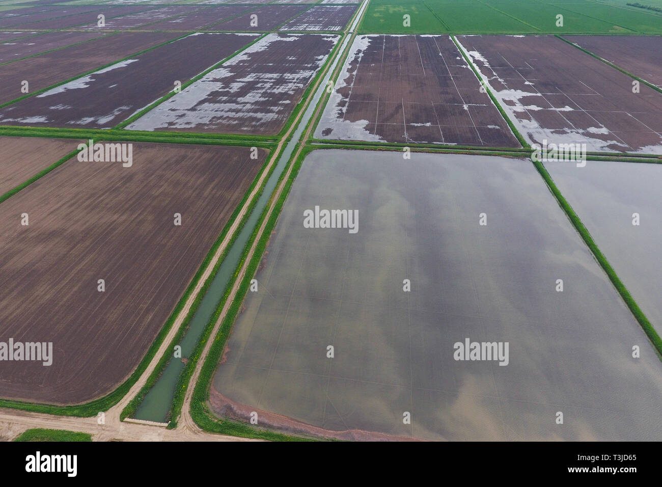 Flooded rice paddies. Agronomic methods of growing rice in the fields ...