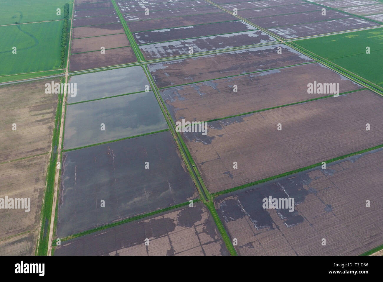 Flooded rice paddies. Agronomic methods of growing rice in the fields ...