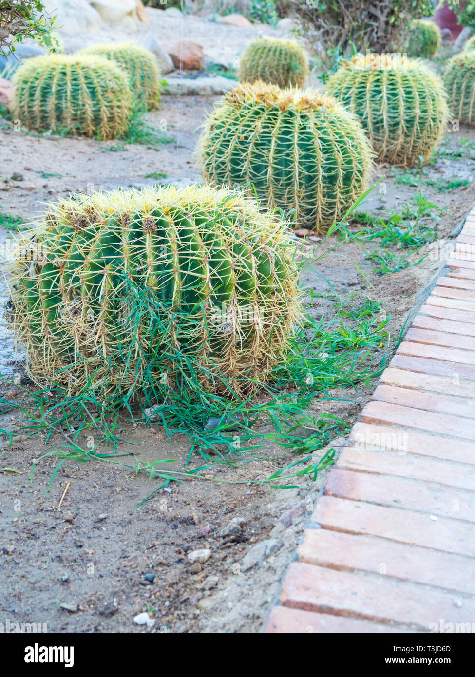 Echinocactus grusonii hildm hi-res stock photography and images - Alamy