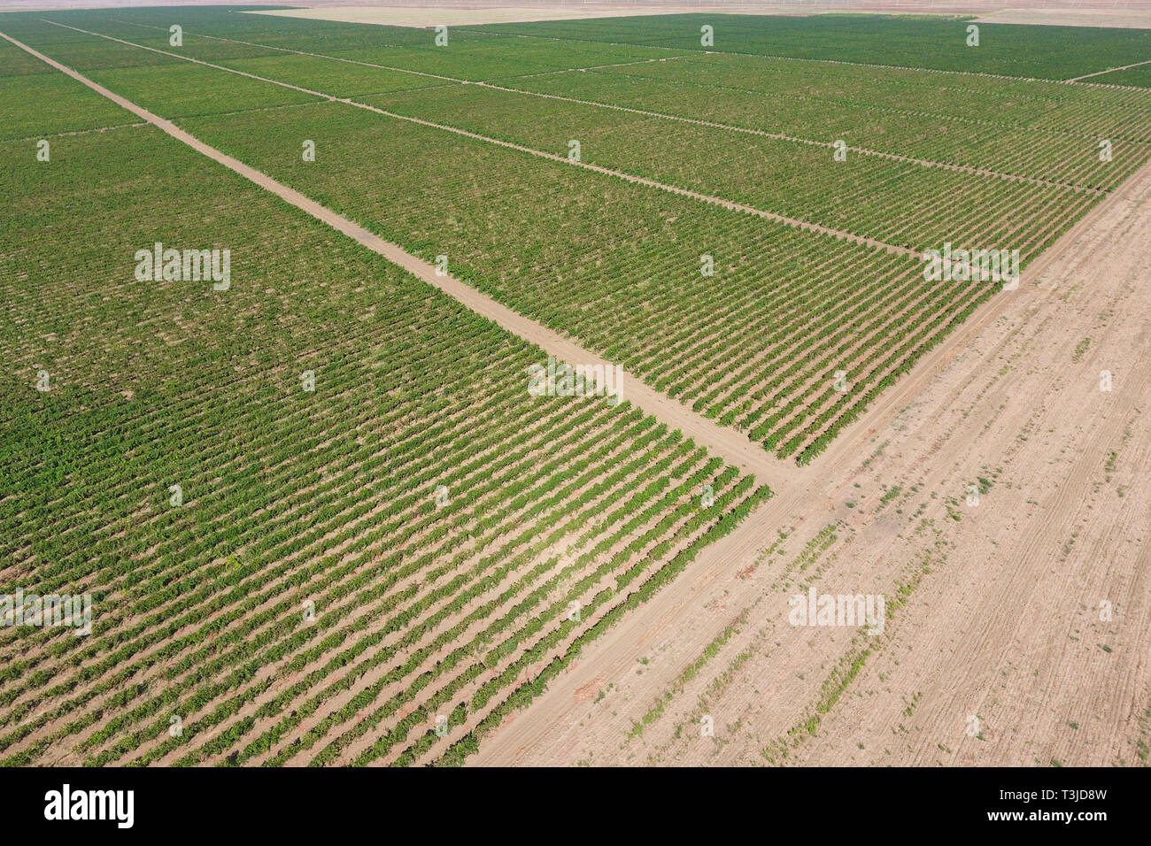 Grape orchards bird's-eye view. Vine rows. Top view of the garden Stock ...