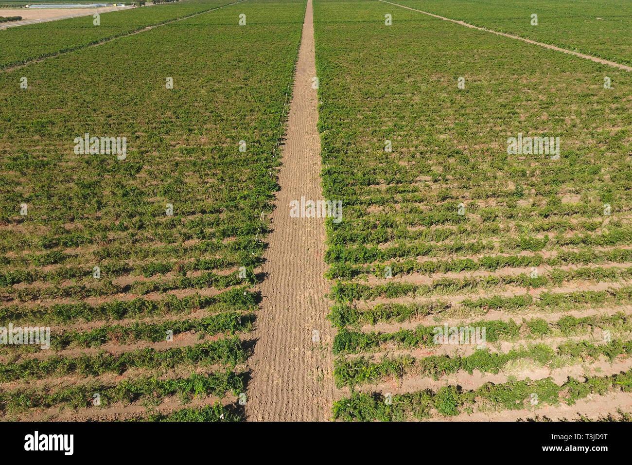 Grape orchards bird's-eye view. Vine rows. Top view of the garden Stock ...