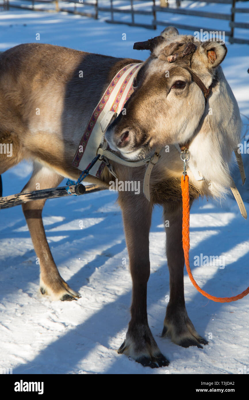 Reindeer harness hi-res stock photography and images - Alamy