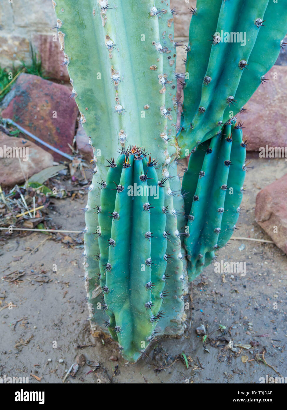 Green Cereus cactus prickly, triangle cactus, Organo-alado de pitaya ...