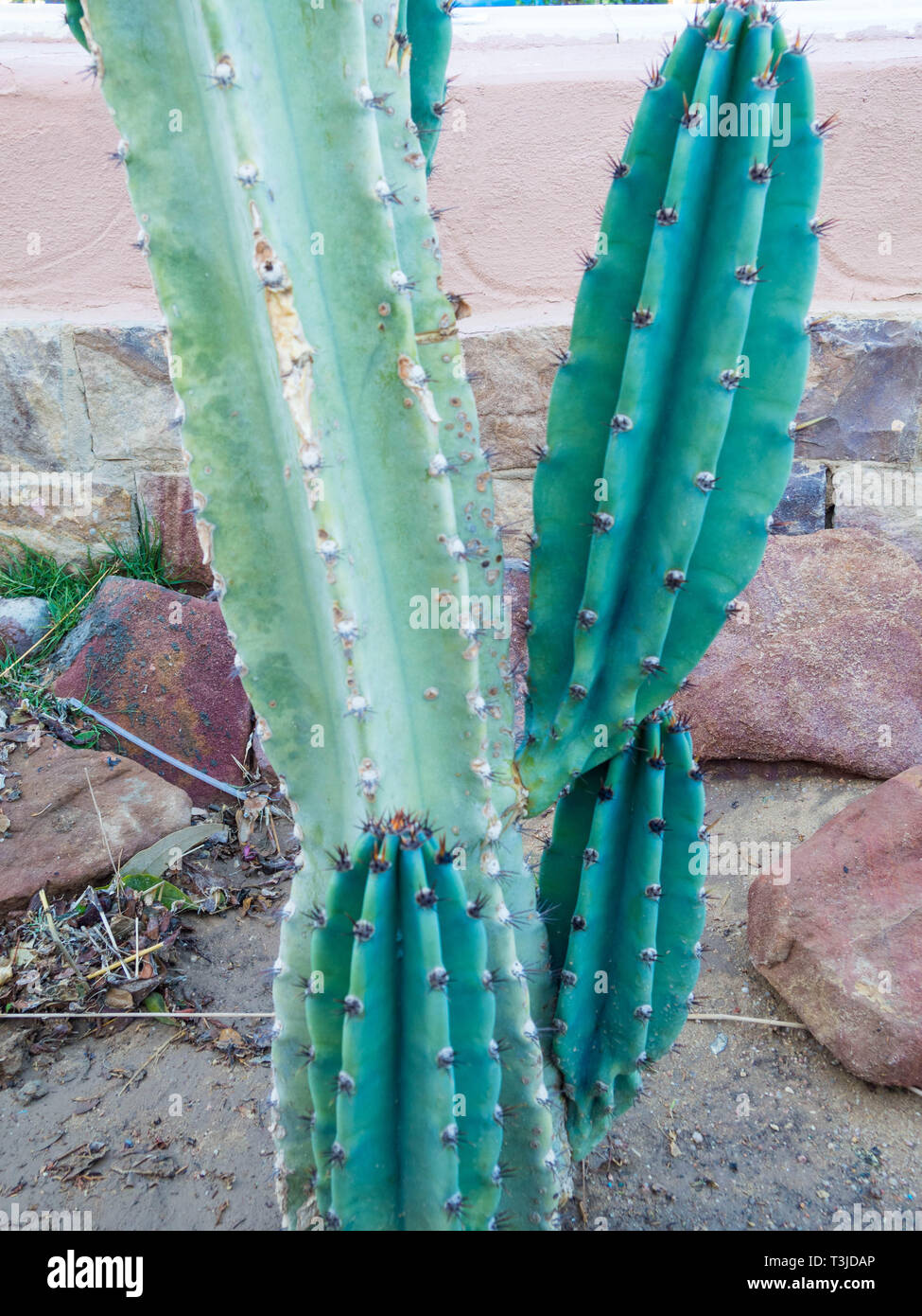 Green Cereus cactus prickly, triangle cactus, Organo-alado de pitaya ...