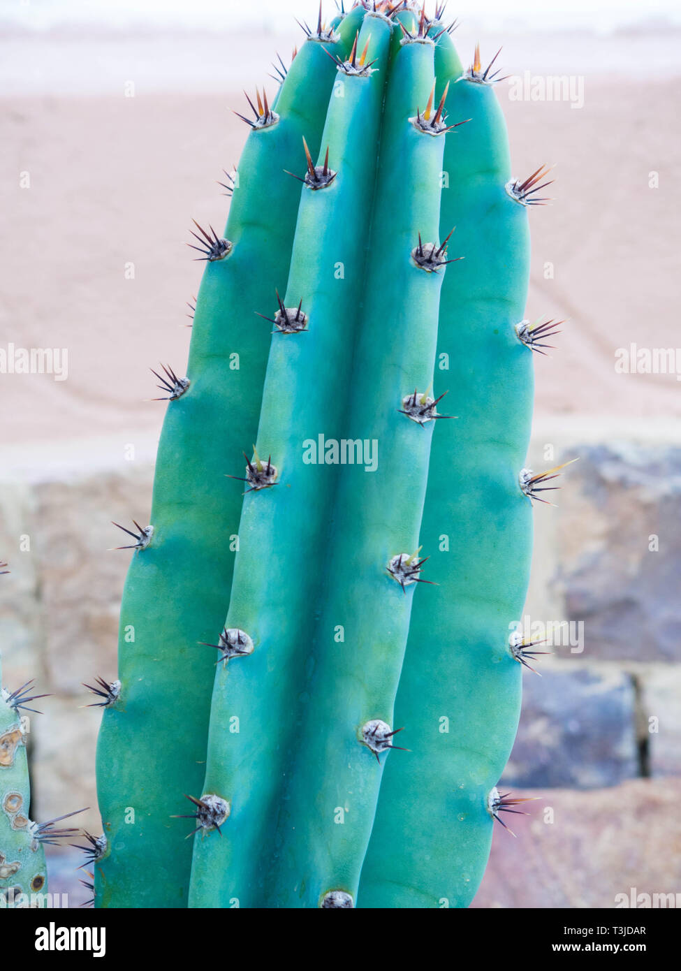 Green Cereus cactus prickly, triangle cactus, Organo-alado de pitaya ...