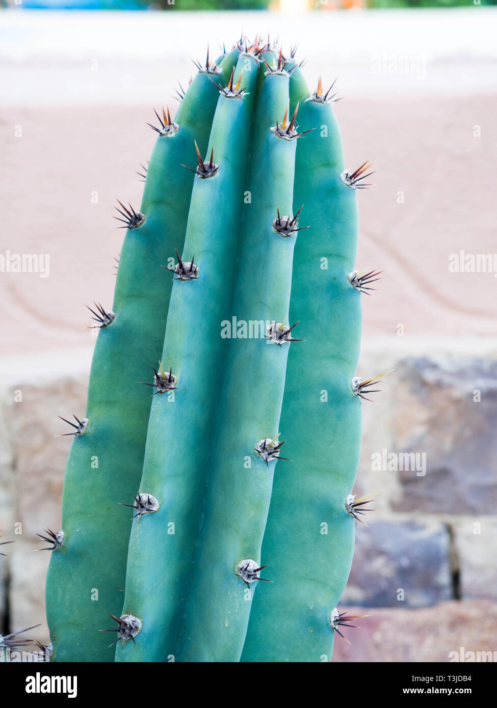 Green Cereus cactus prickly, triangle cactus, Organo-alado de pitaya ...
