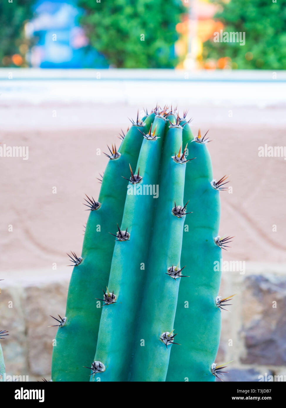 Green Cereus cactus prickly, triangle cactus, Organo-alado de pitaya ...