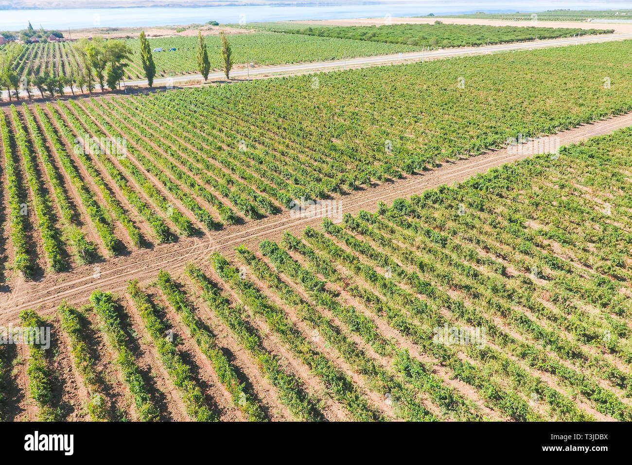 Grape orchards bird's-eye view. Vine rows. Top view on the garden on a ...
