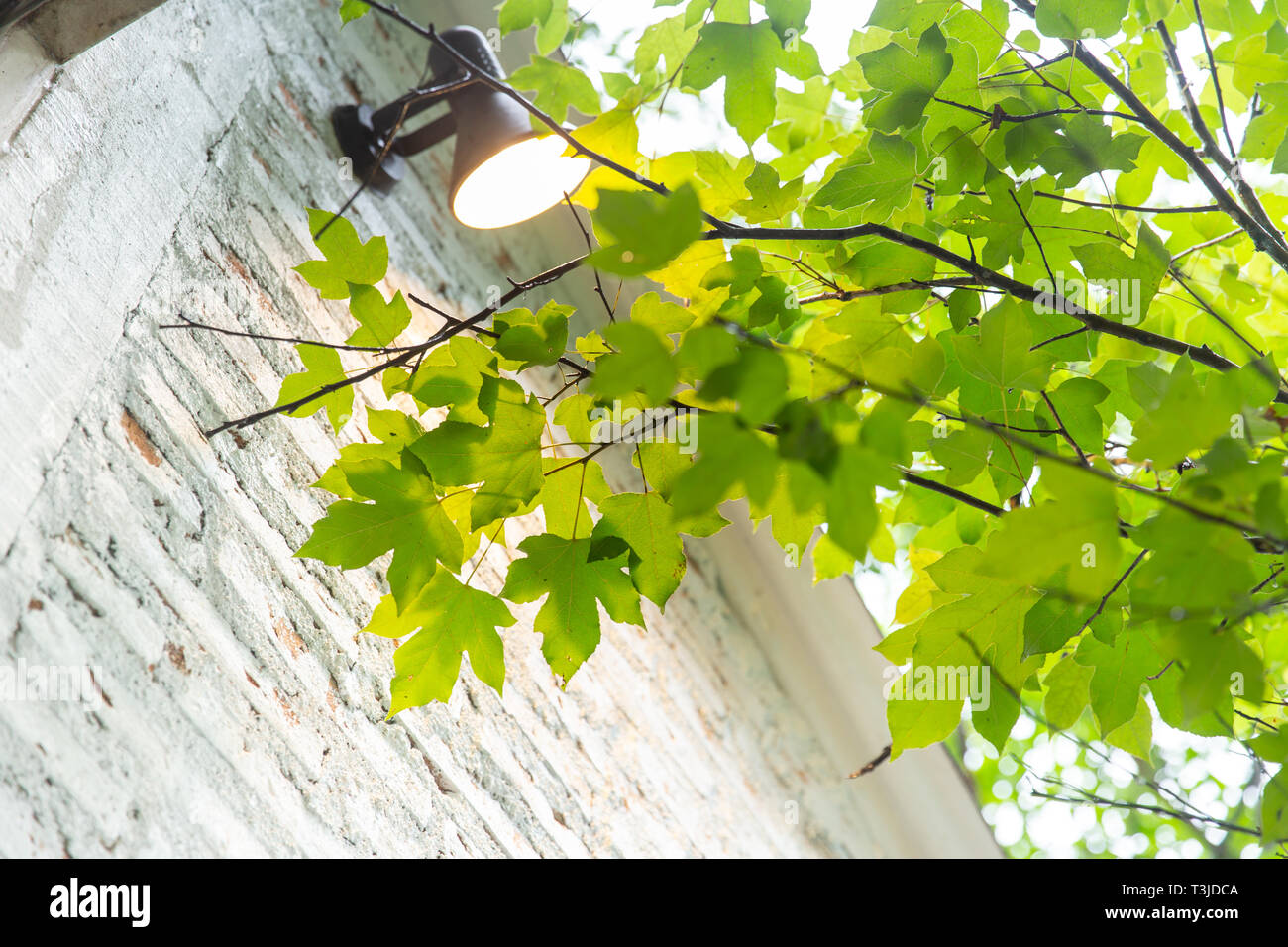 green plant tree with interior home for fresh air cooling house concept ...