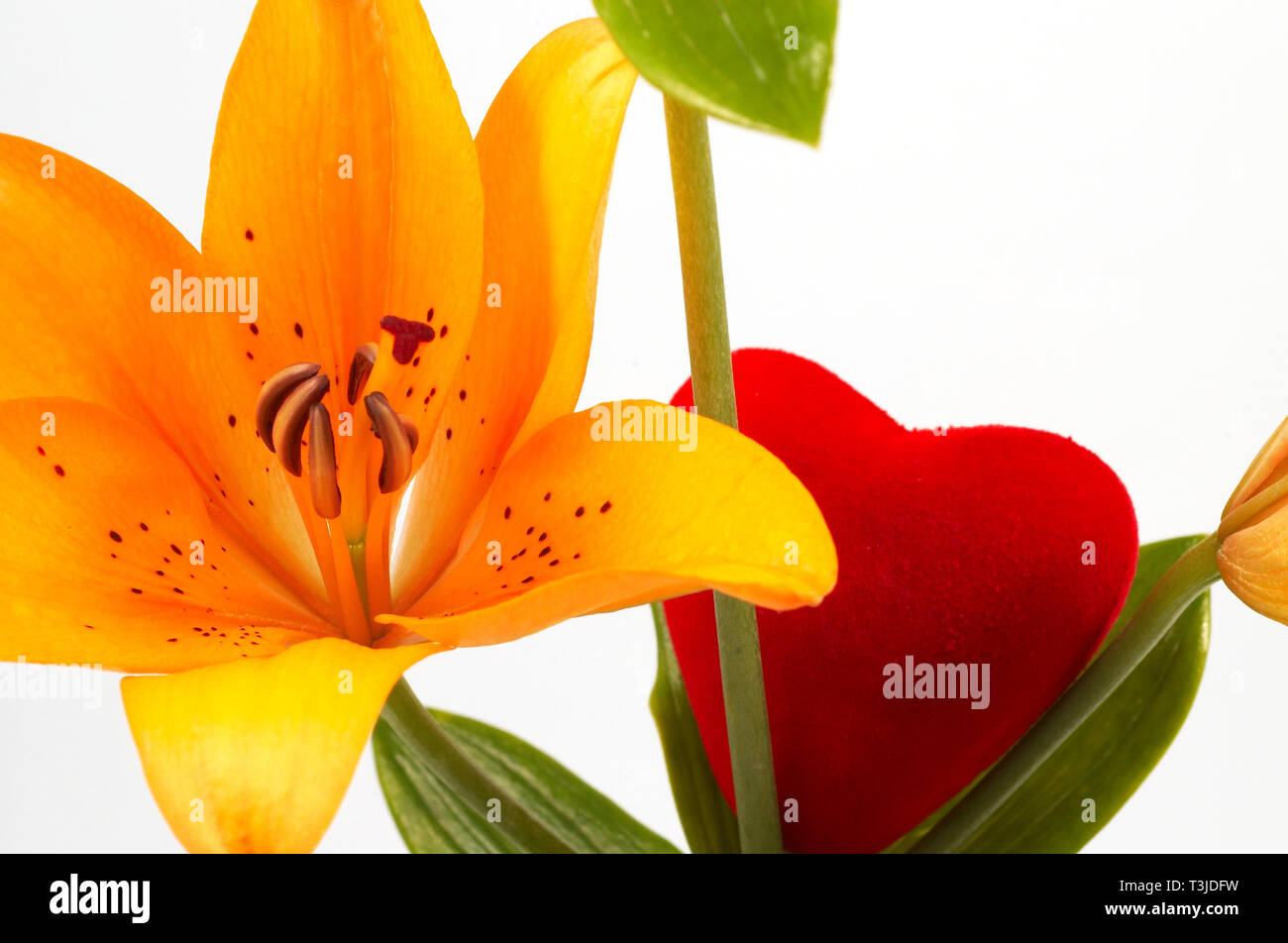 love concept with lily flower and heart shape Stock Photo - Alamy