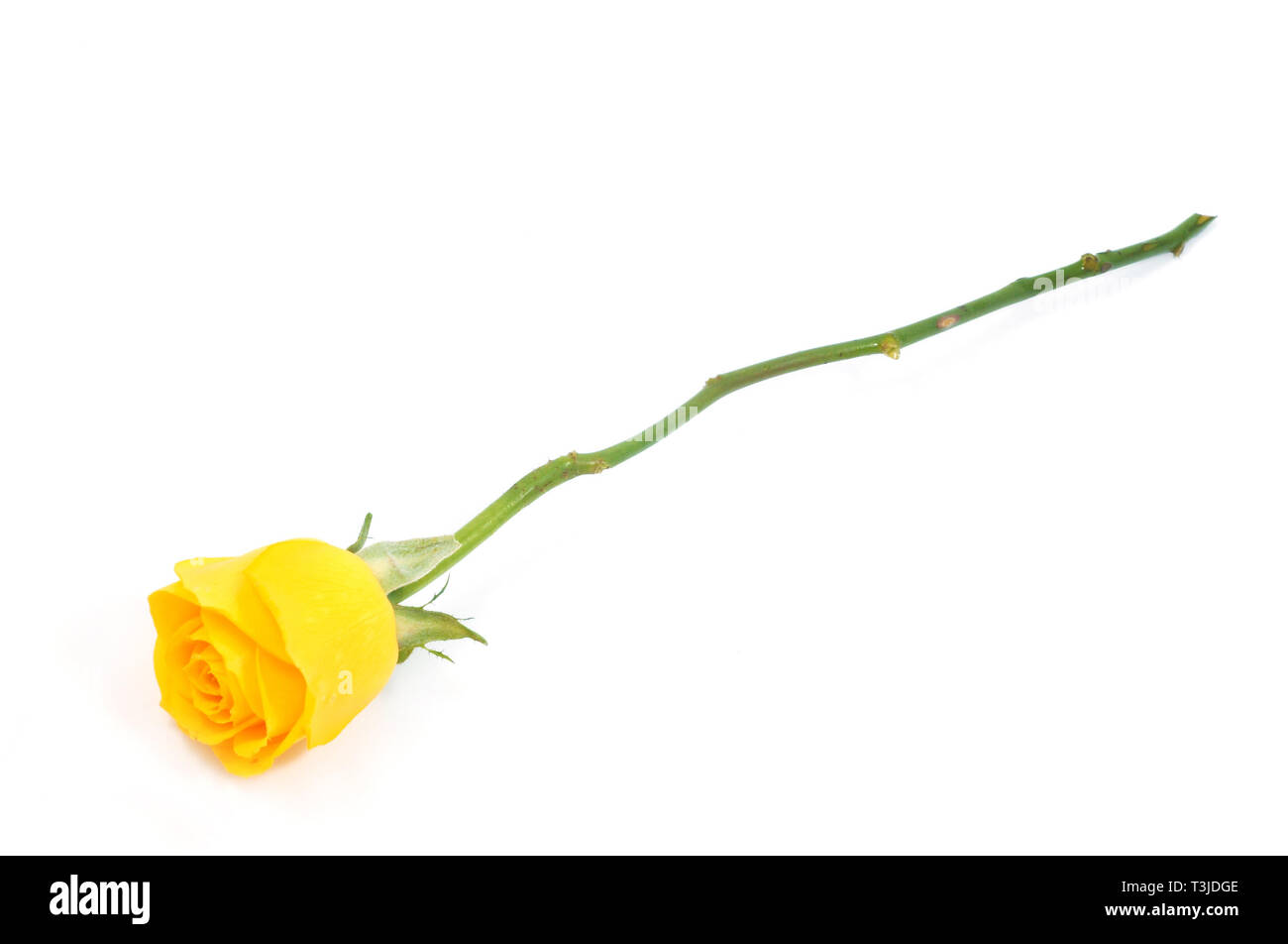 Rose floral display Cut Out Stock Images & Pictures - Alamy