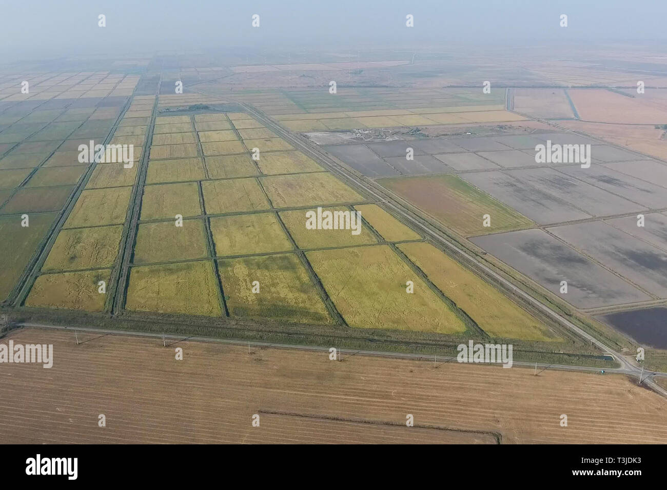 Growing rice on flooded fields. Ripe rice in the field, the beginning ...