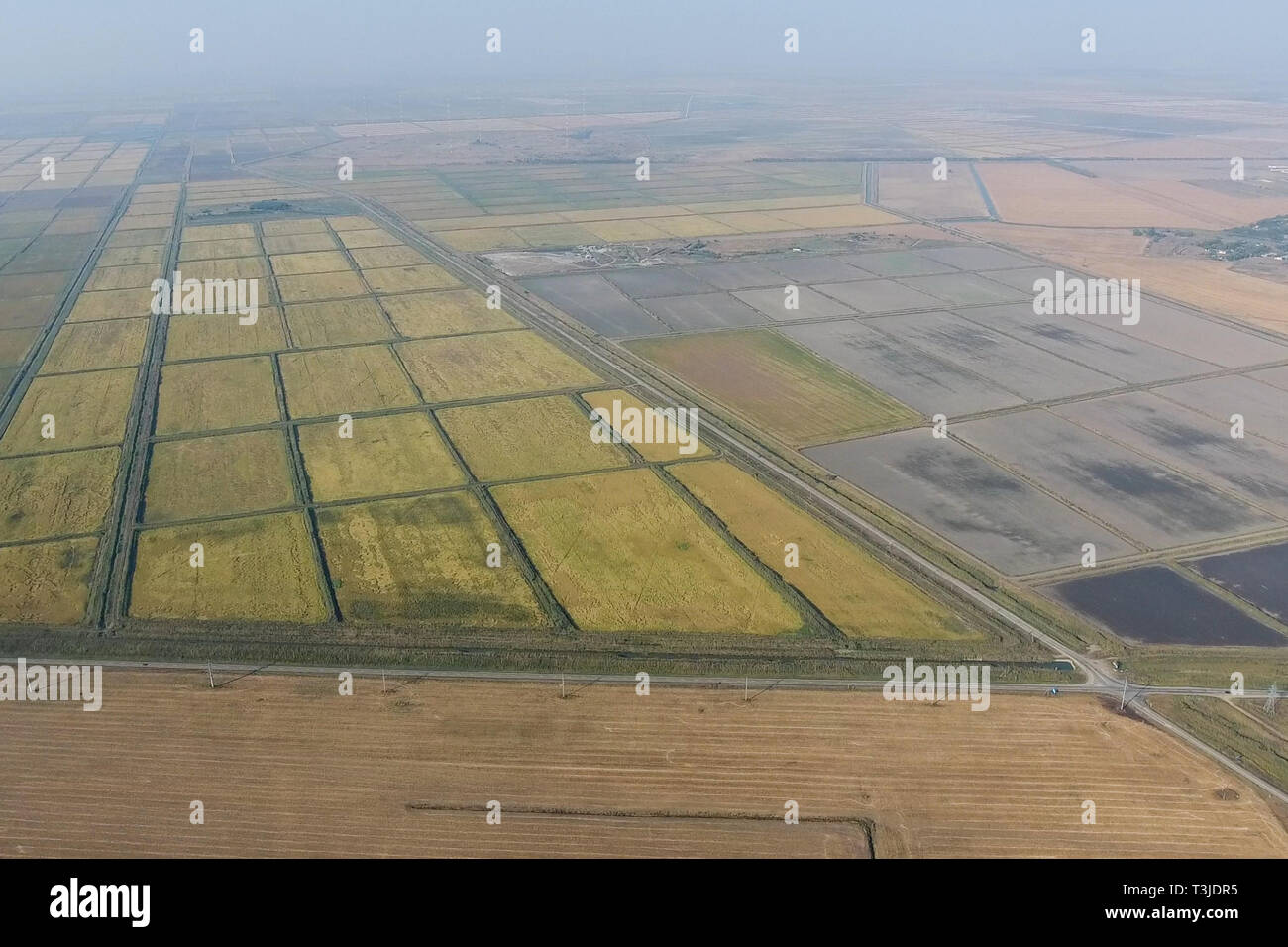Growing rice on flooded fields. Ripe rice in the field, the beginning ...