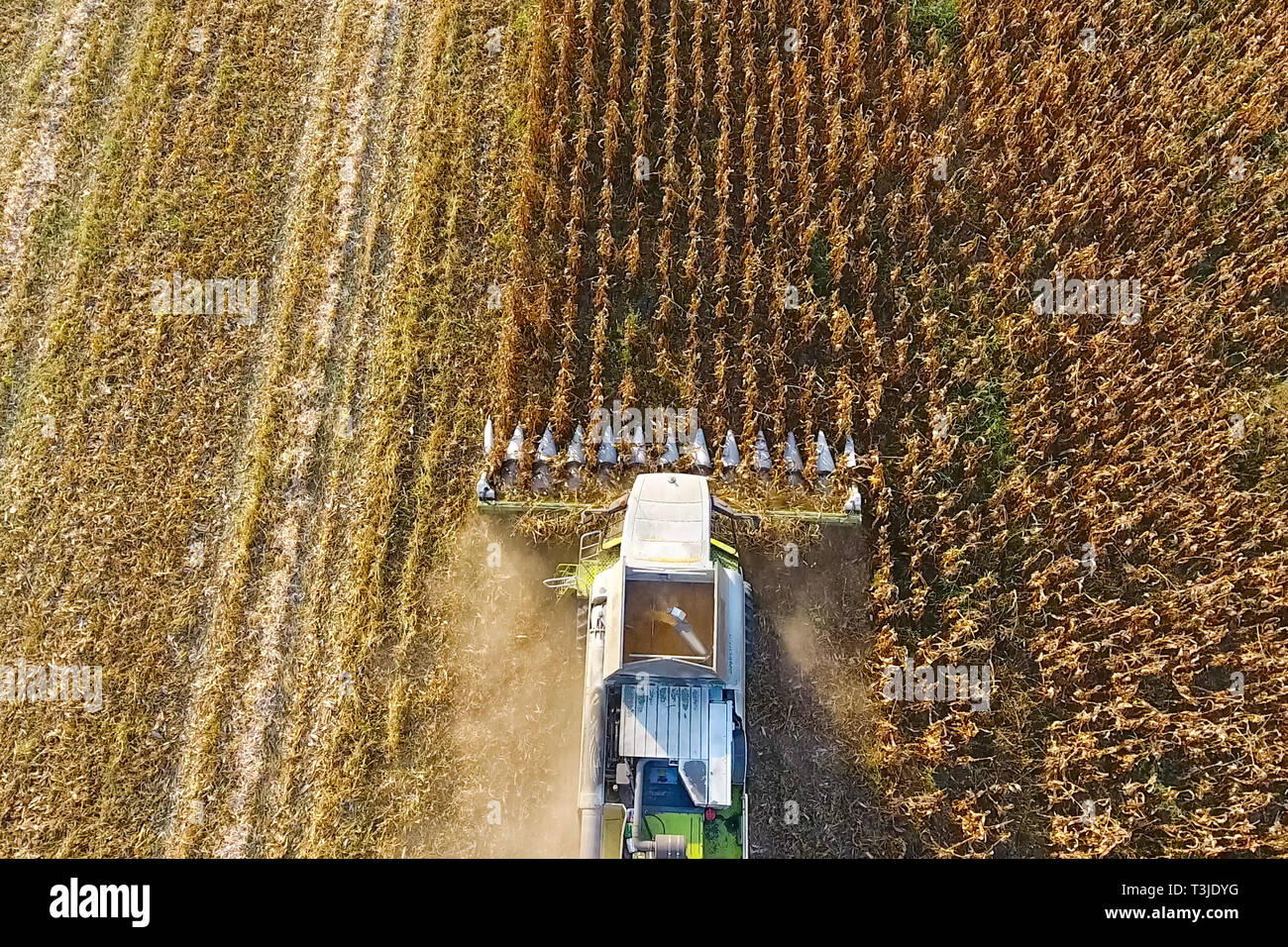 Harvester harvests corn. Collect corn cobs with the help of a combine ...