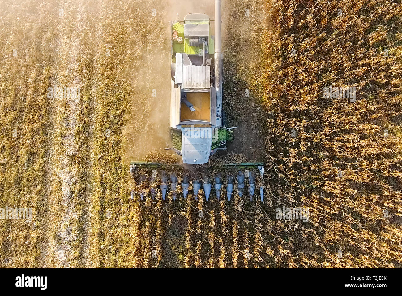 Harvester harvests corn. Collect corn cobs with the help of a combine ...