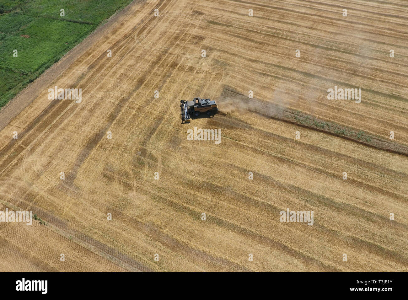 Harvesting wheat harvester. Agricultural machinery in operation Stock ...